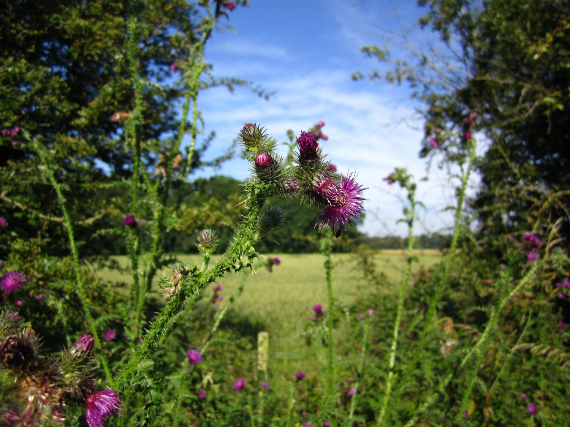 Walk on the Wild Side